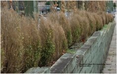 Disease Focus: Box Blight (Boxwood Blight) | Garden Center Guide