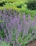 The blue colors of the Nepeta | Garden Center Guide