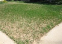 What's Wrong With My Lawn? | Garden Center Guide