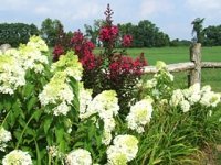 Summer Flowering Trees and Shrubs | Garden Center Guide