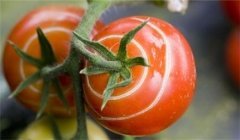 How to fix tomato splitting | Garden Center Guide