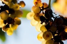 Planting your own grapevine | Garden Center Guide