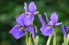Steps to dividing iris rhizomes | Garden Center Guide